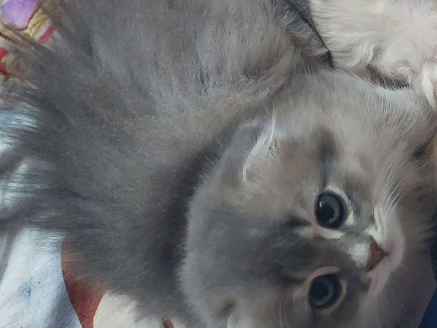 Кошка в дар бесплатно