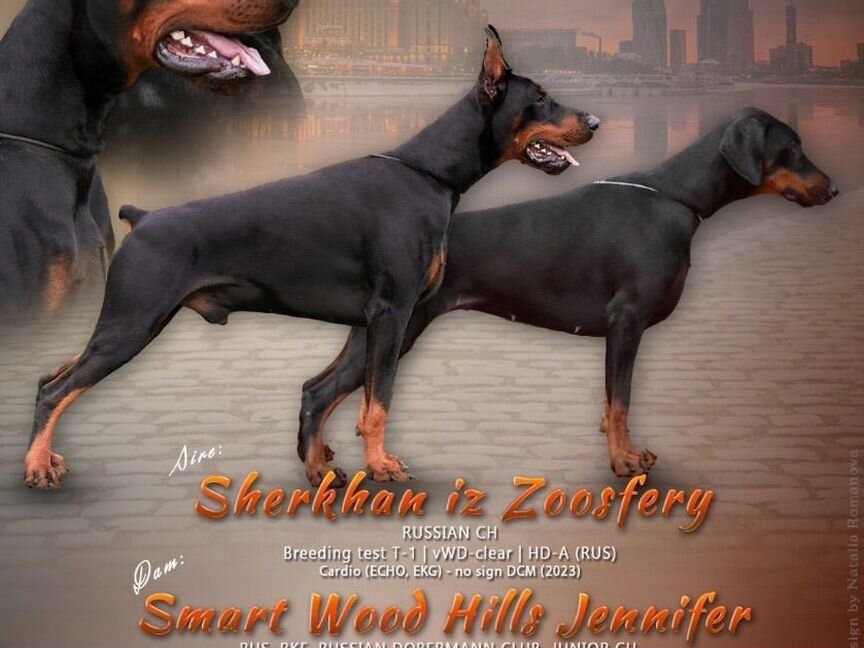 Щенки добермана с документами