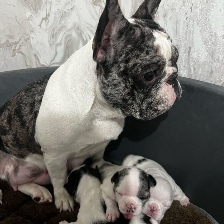 Французский бульдог, щенок