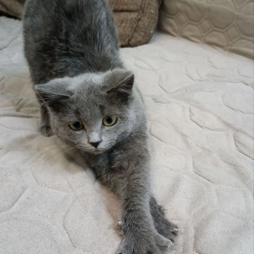 Грифель идёт дом