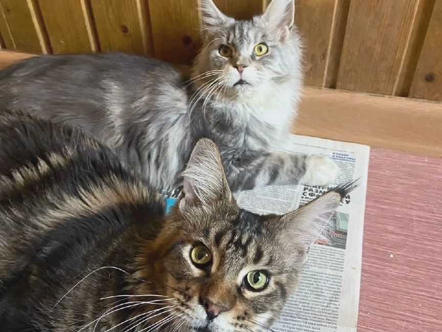 Породистые кошки в дар