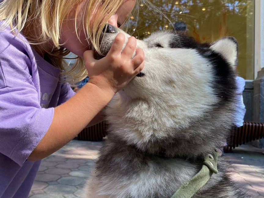 Слепая хаски Бекки в добрые руки