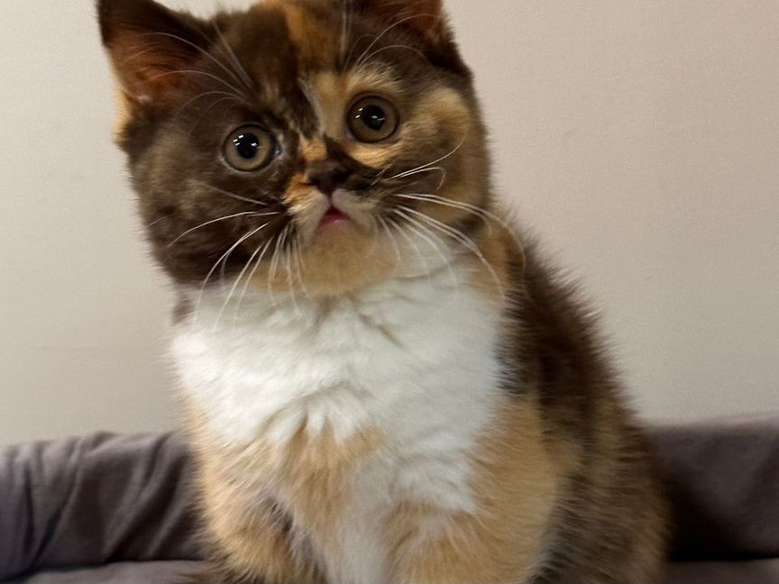 Расписная красавица