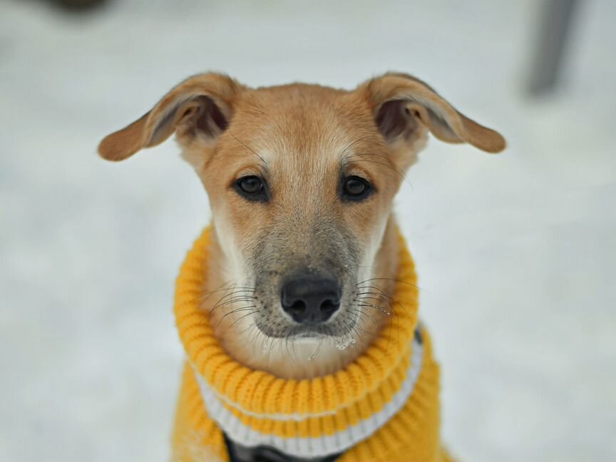 Щенок в добрые руки