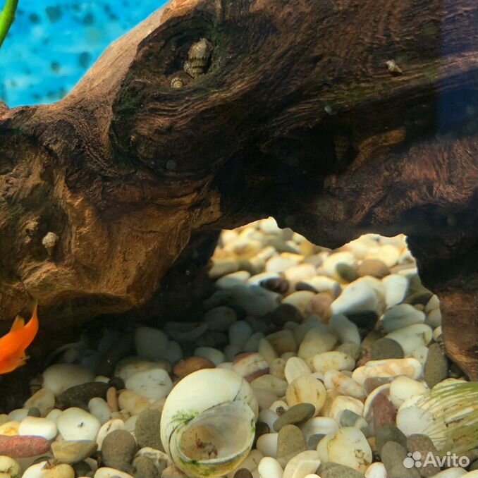 Меченосцы и сом