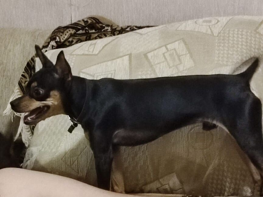 Той-терьер для вязки