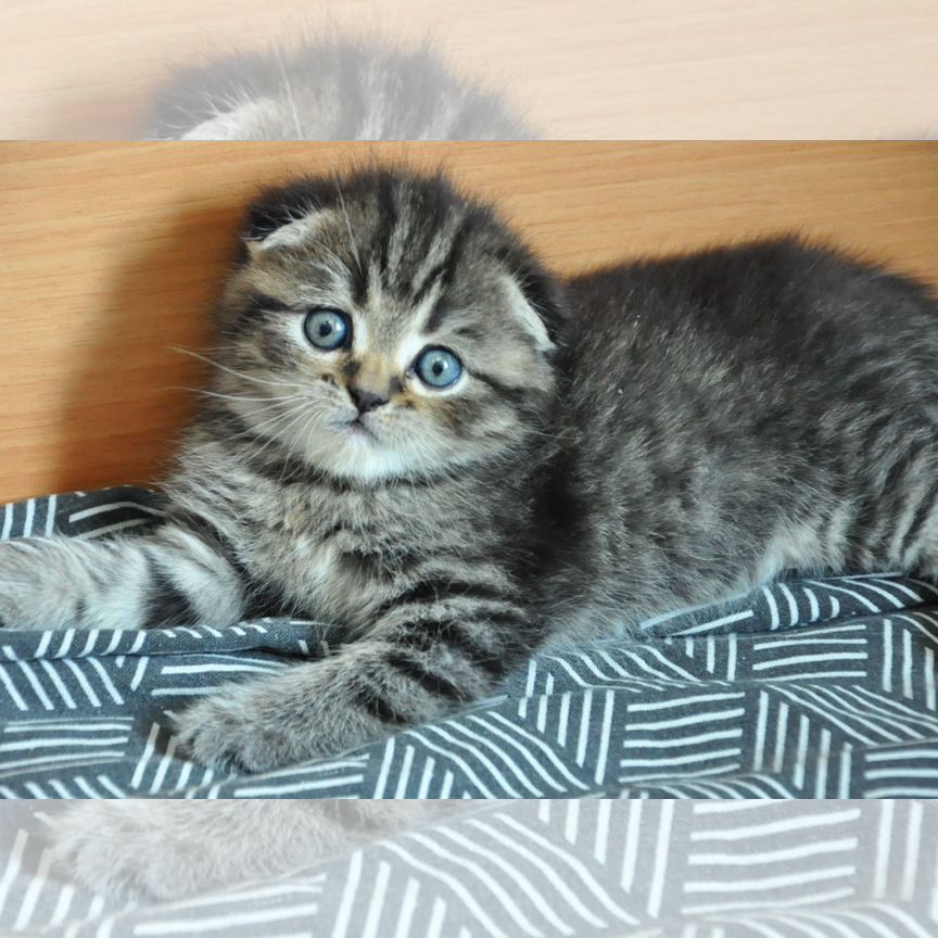 Шотландский котенок вислоухий
