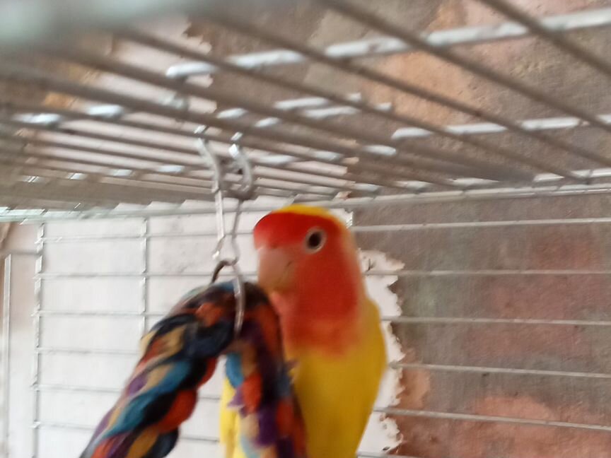 Попугай неразлучники