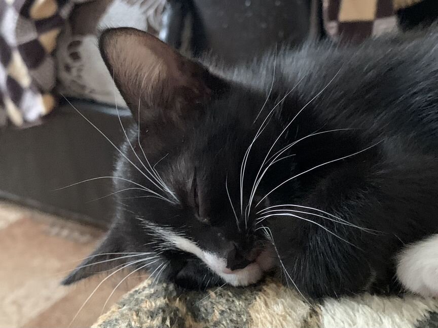Котенок сиамский