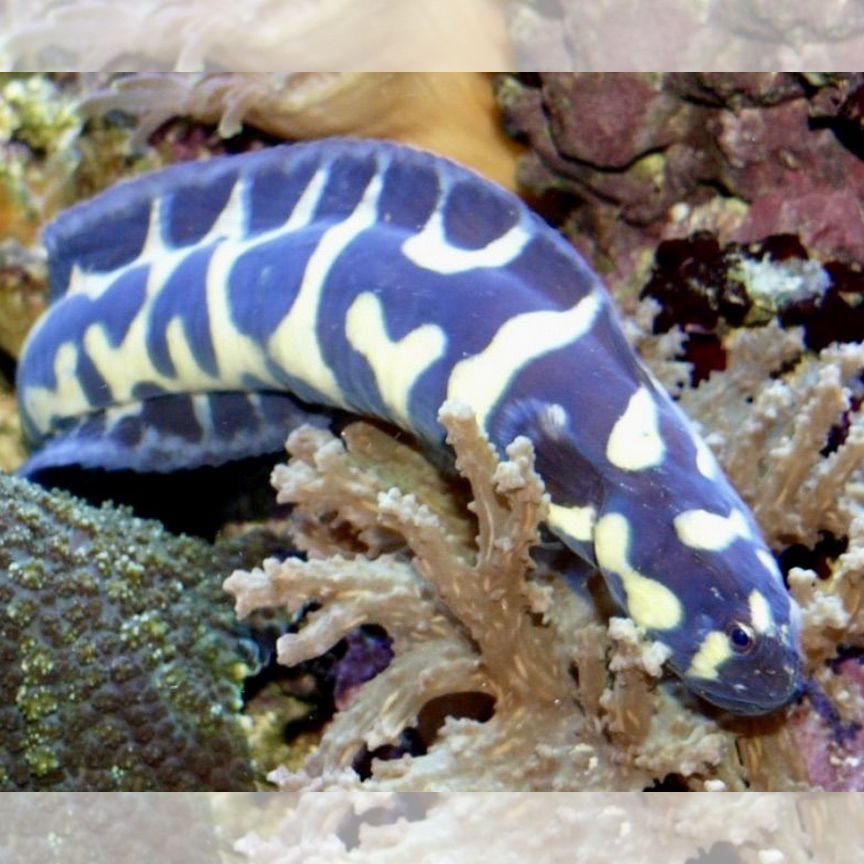 Бычок инженер