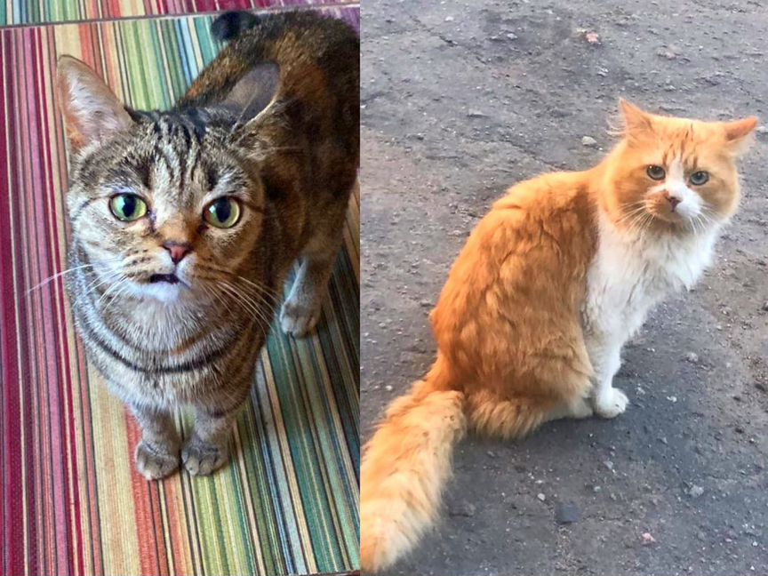 При переезде отставили двух котов на улице