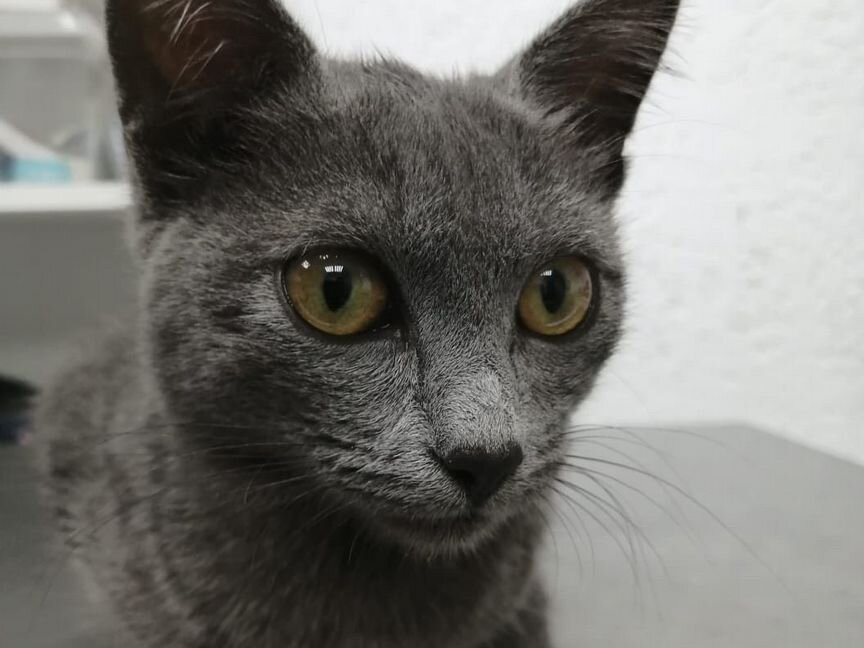 Русская голубая котенок мальчик