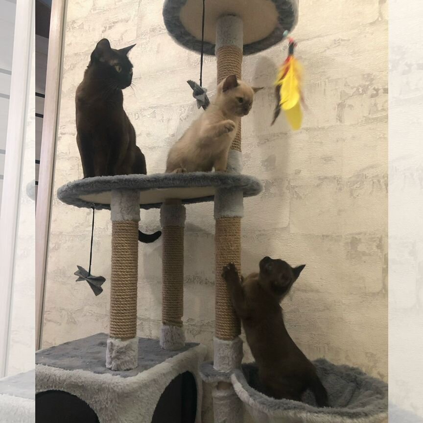 Европейский бурманский котёнок