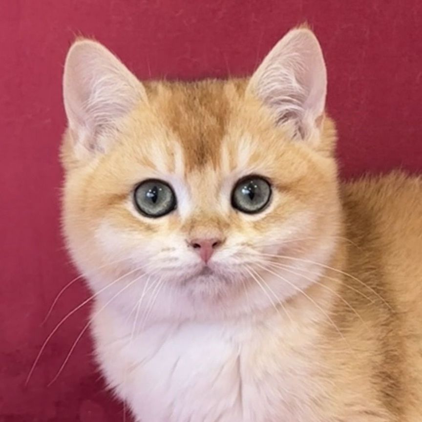 Золотой Котик ny11
