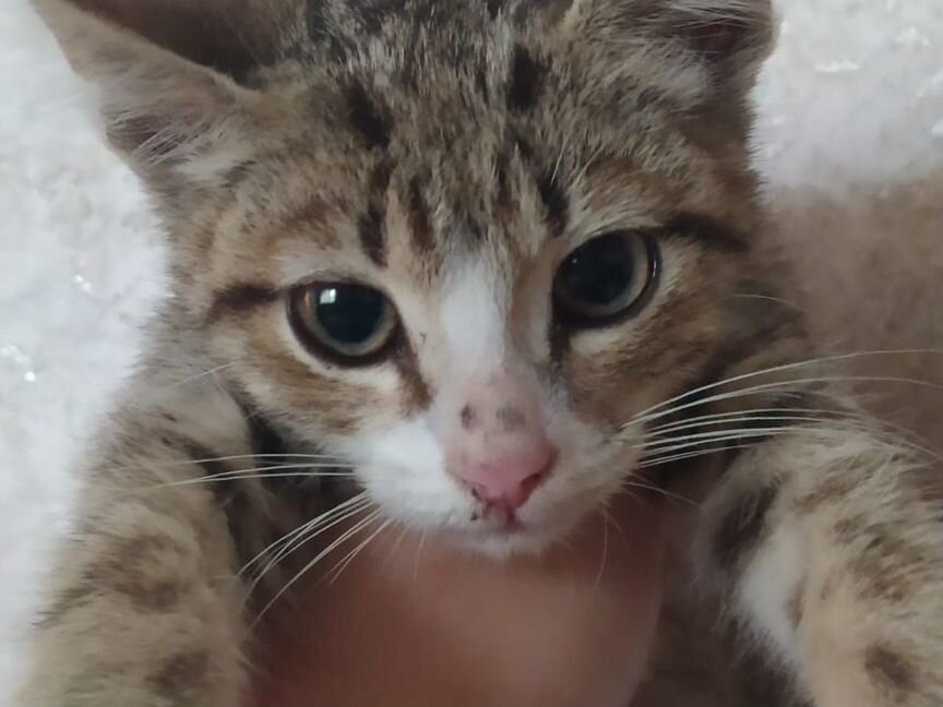 Котенок в беде