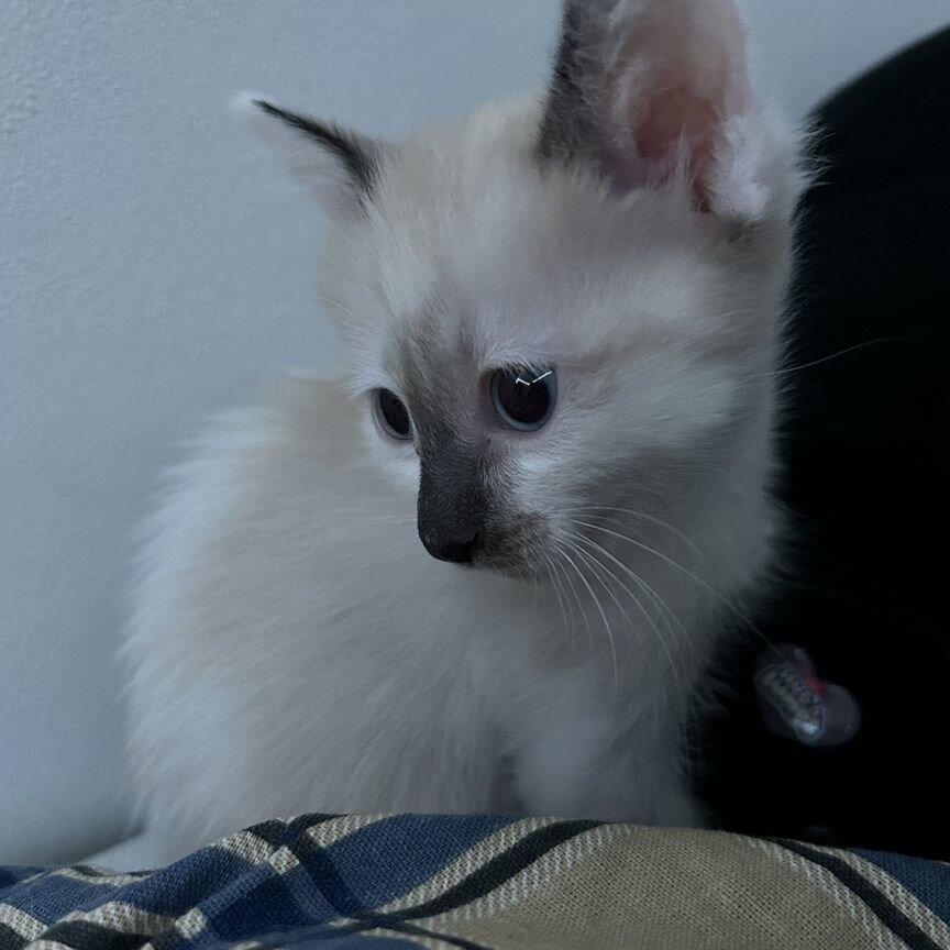 Анатолийский котёнок