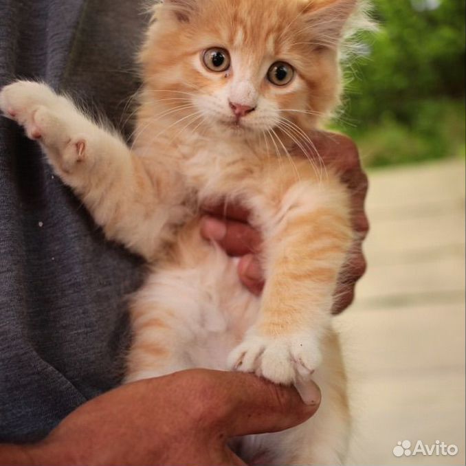 Лечебные котята в добрые руки