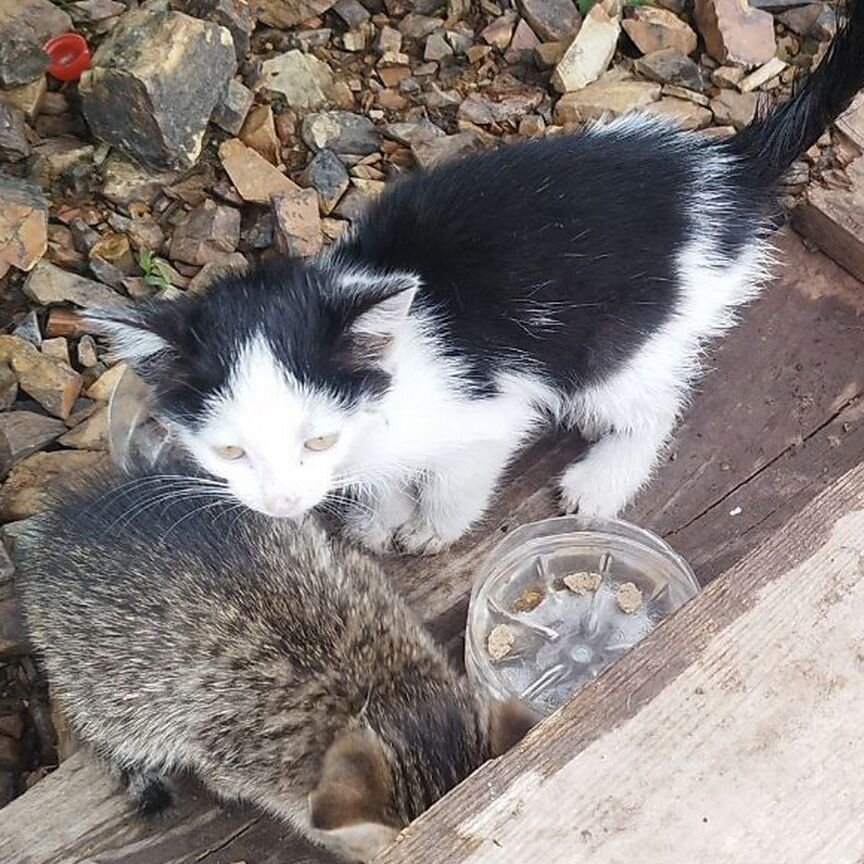 Отдам котенка в добрые руки