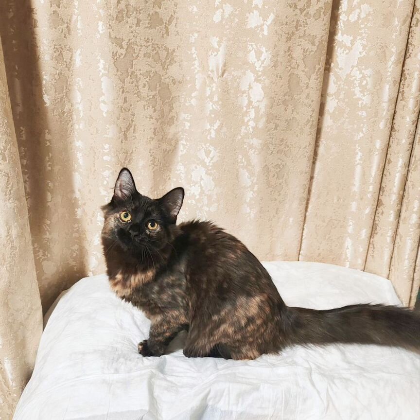 Котенок
