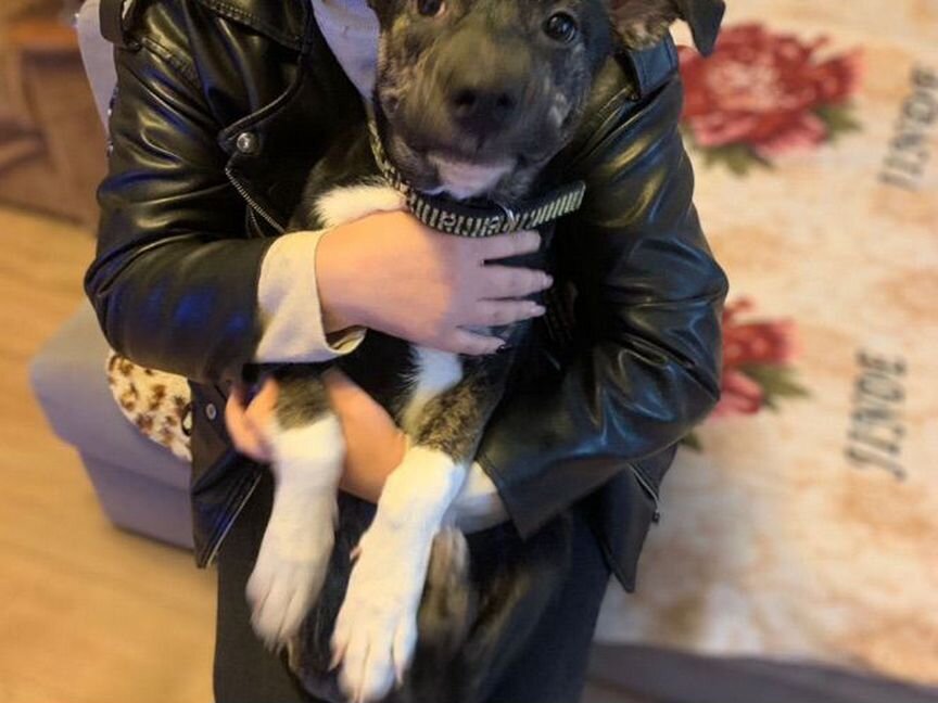 Собачка ищет дом