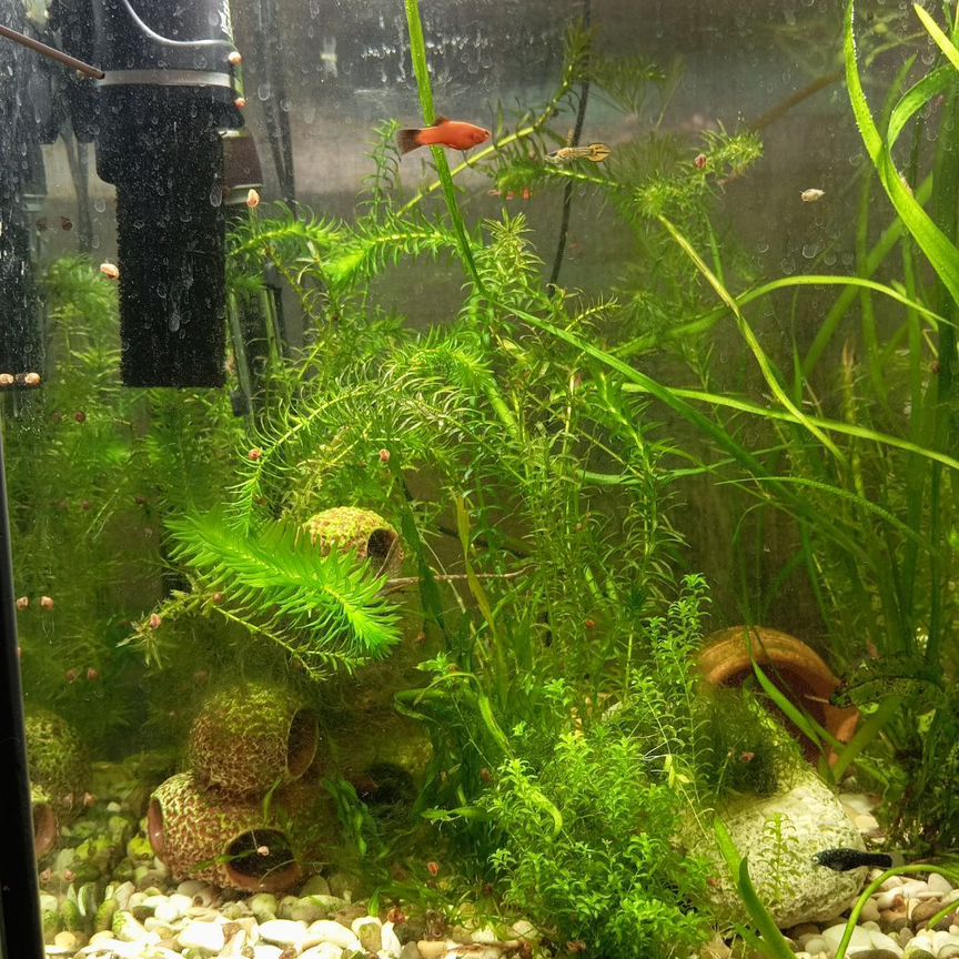 Трава для аквариума