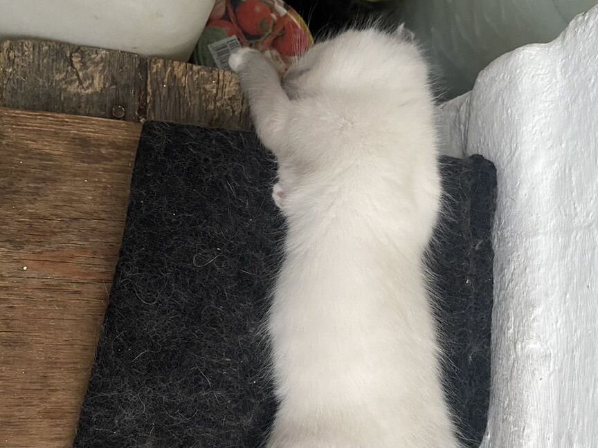 Котенок