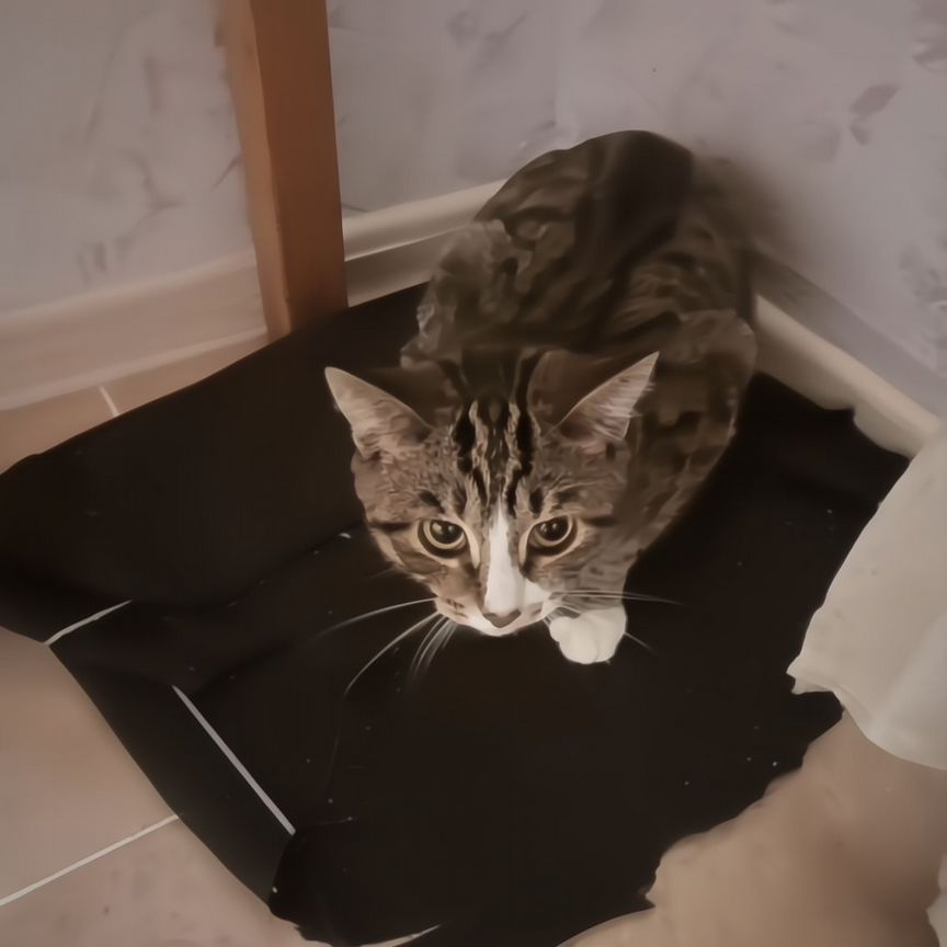 Котёнок в добрые руки