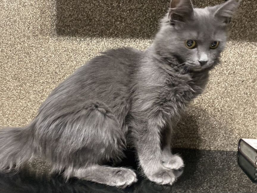 Кошечка котенок