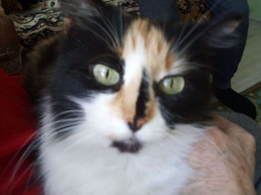 Пародистая кошка отдам в хорошие руки