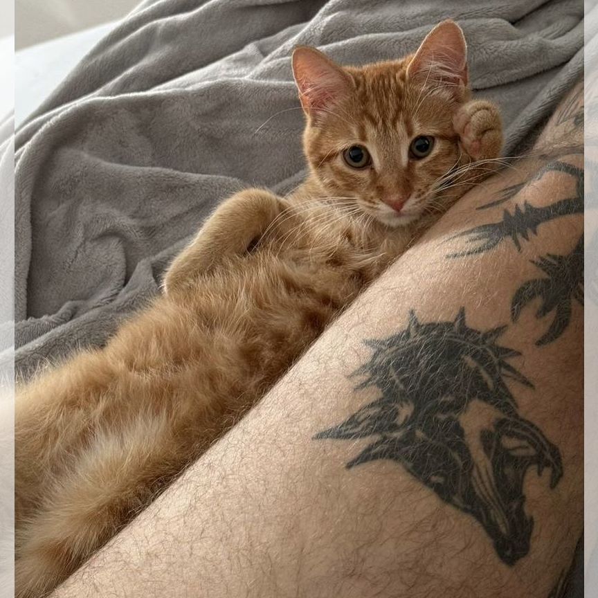 Котята в добрые руки бесплатно