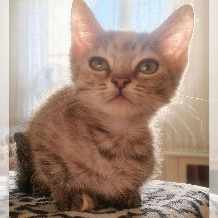 Манчкин котёнок