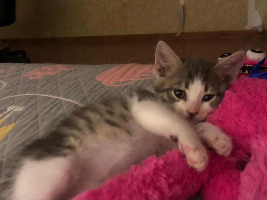 Котенок пострадавший от людского бездушия