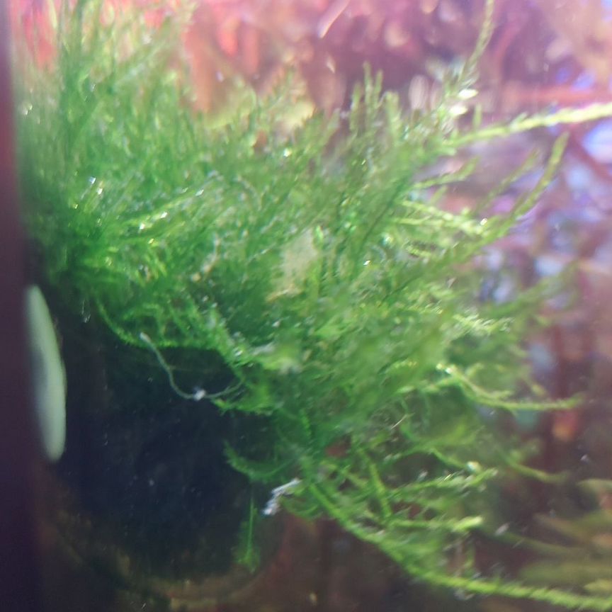 Аквариумные растения