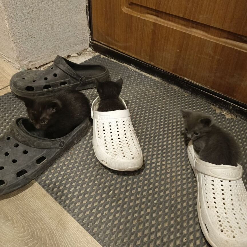 Котята в добрые руки бесплатно