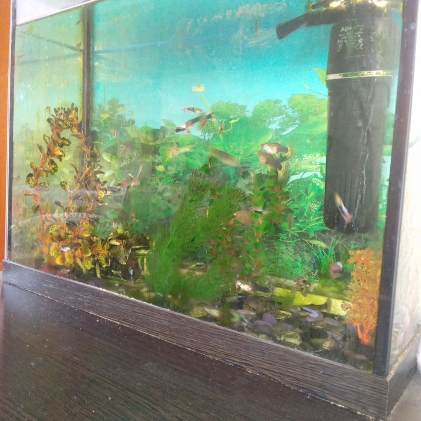 Аквариум с рыбками