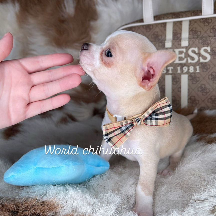 Чудесный Мальчик Чихуахуа