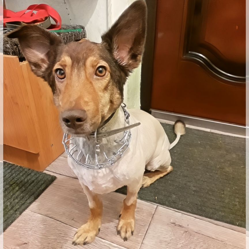 Взрослая собака в добрые руки