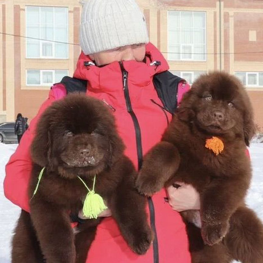 Ньюфаундленд щенки