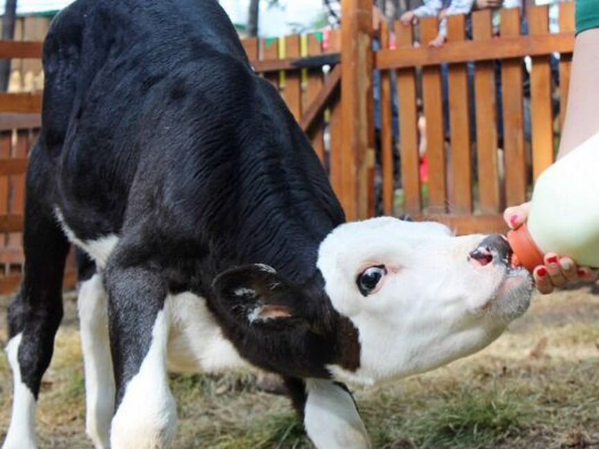 Поилка для выпойки телят