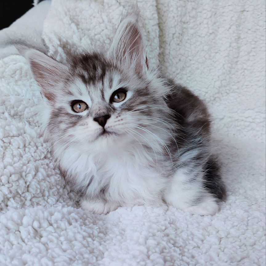 Девочка Мейн-кун