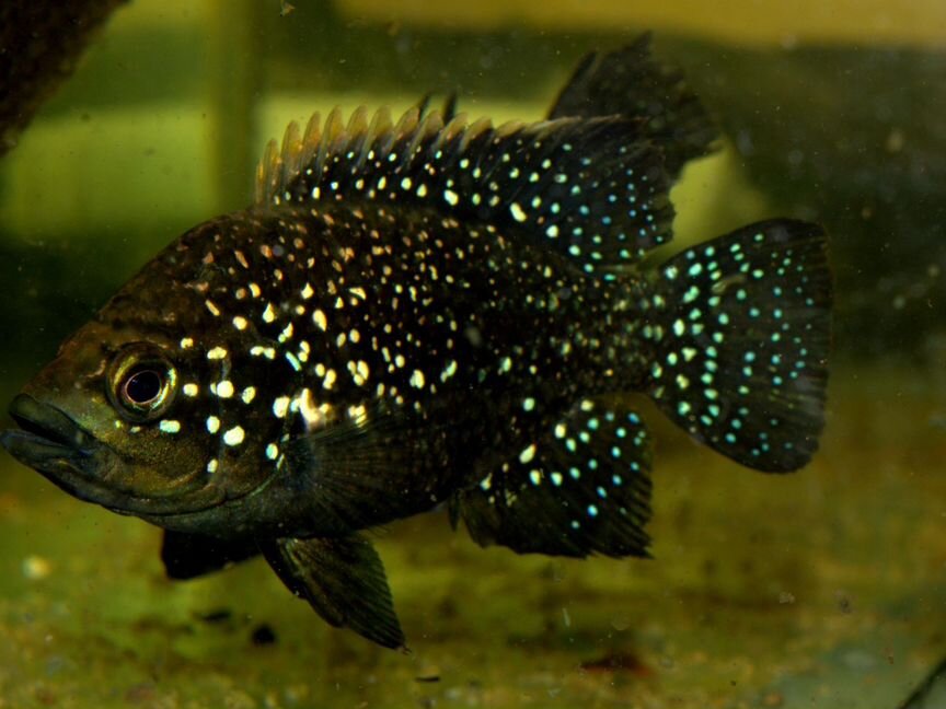 Паратиляпия поллени