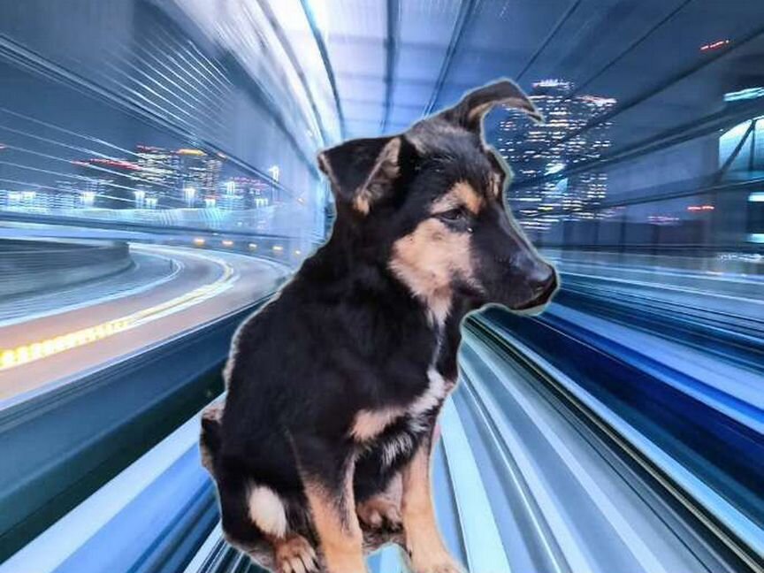 Щенок девочка. охранная