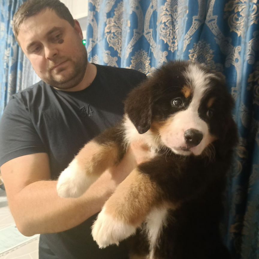 Бернский зенненхунд