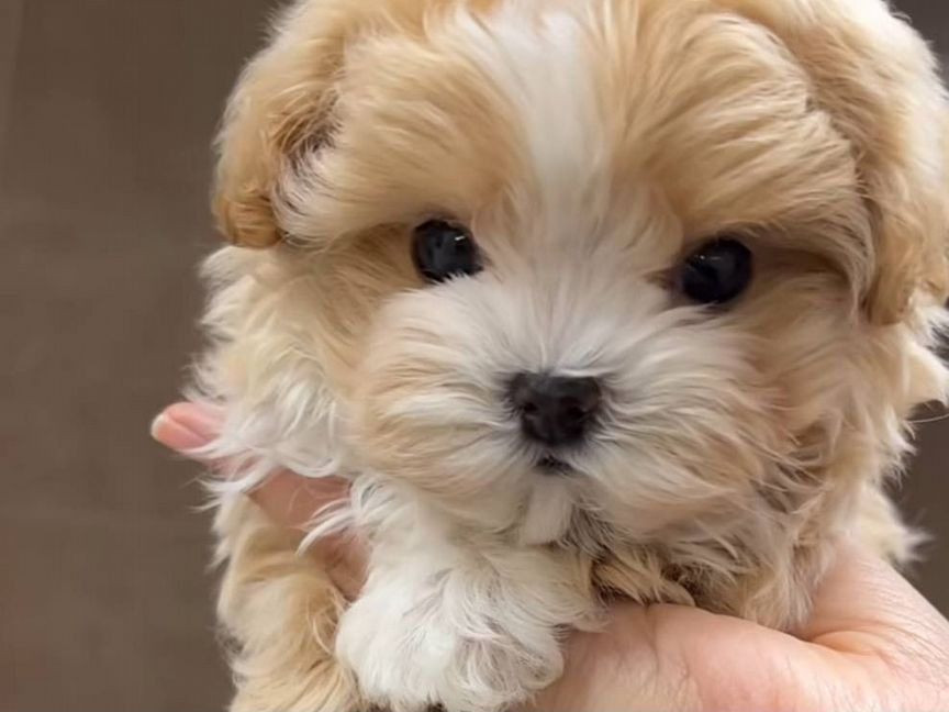 Плюшевые мальтипушки