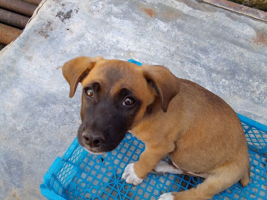 Щенки в добрые руки