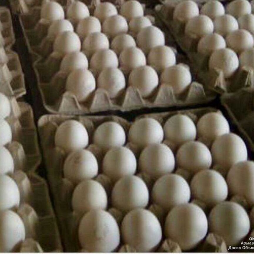 Инкубационное яйцо