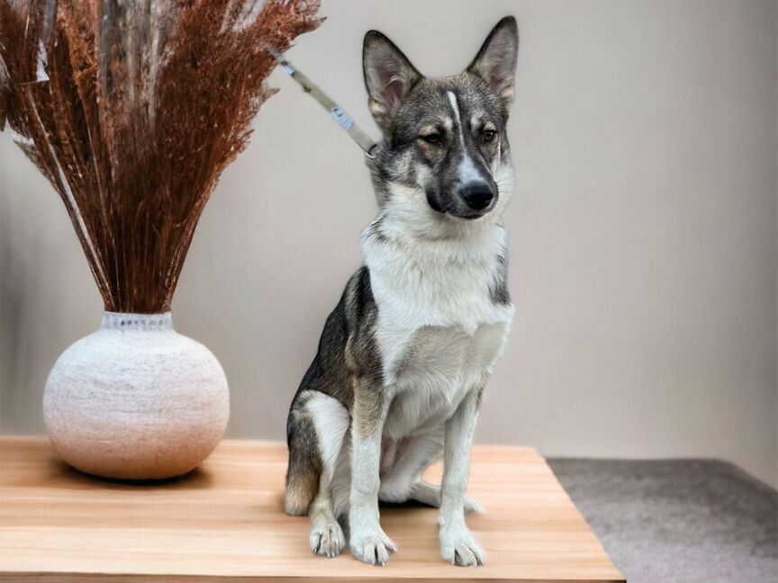 Стерилизованная молодая собачка в дом, 6 мес