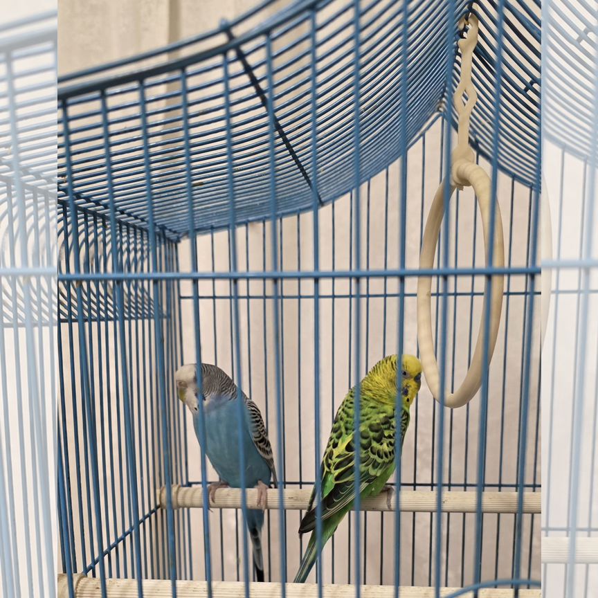 Волнистый попугай с клеткой
