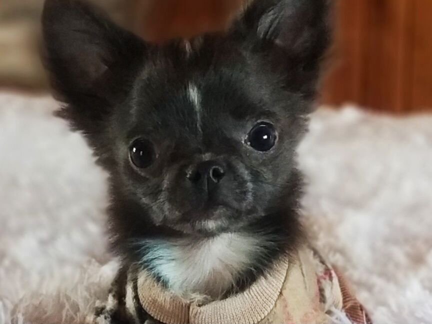 Чихуахуа.Мини мальчик