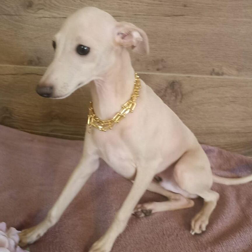 Левретка мальчик